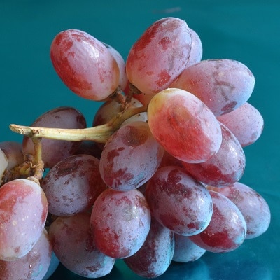 Scarlotta (Sugra19) - Good Fruit Guide