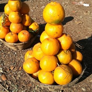 Orri Mandarin